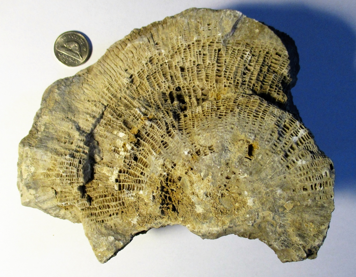 Display Rock 13: Limestone – Metcalfe Geoheritage Park